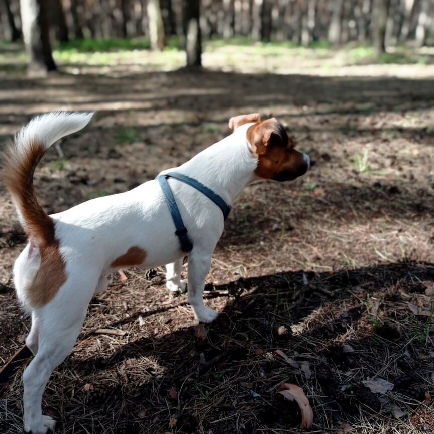 Вязка кобель джек рассел