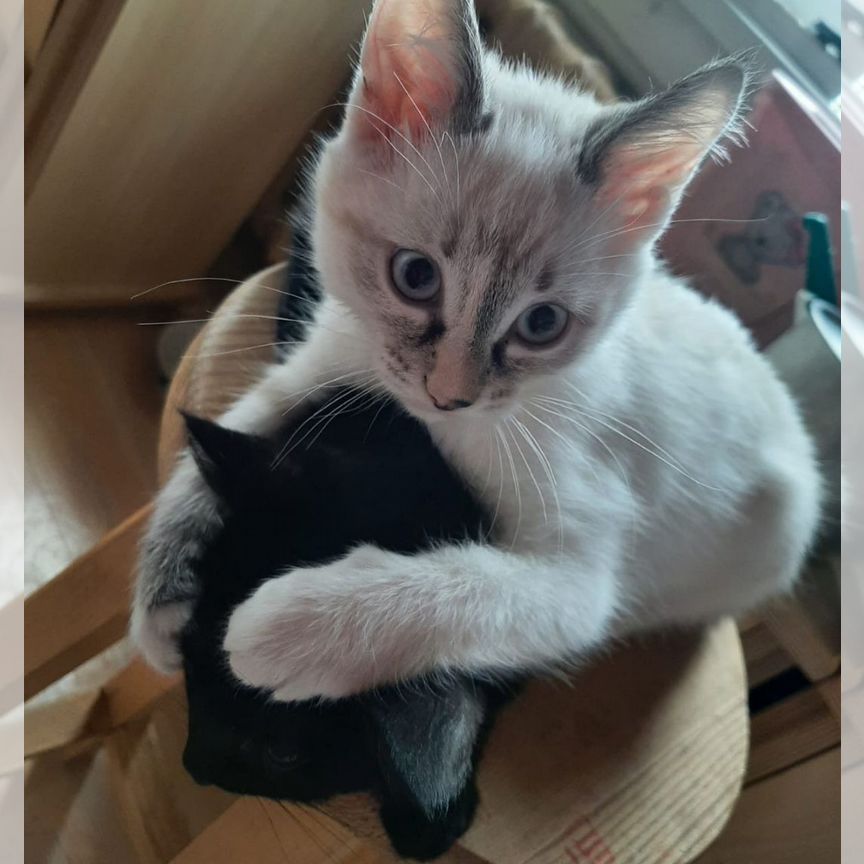 Котёнок в добрые руки