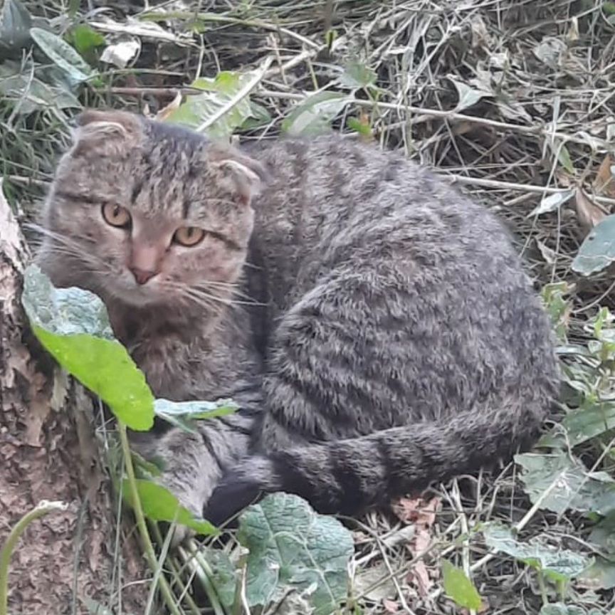 Котик