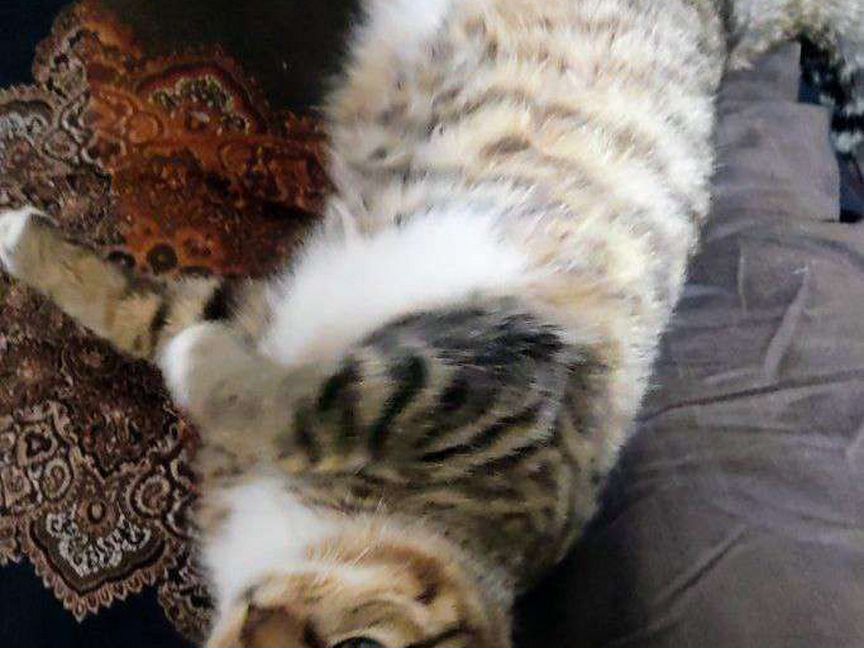 Кот бесплатно с приданным