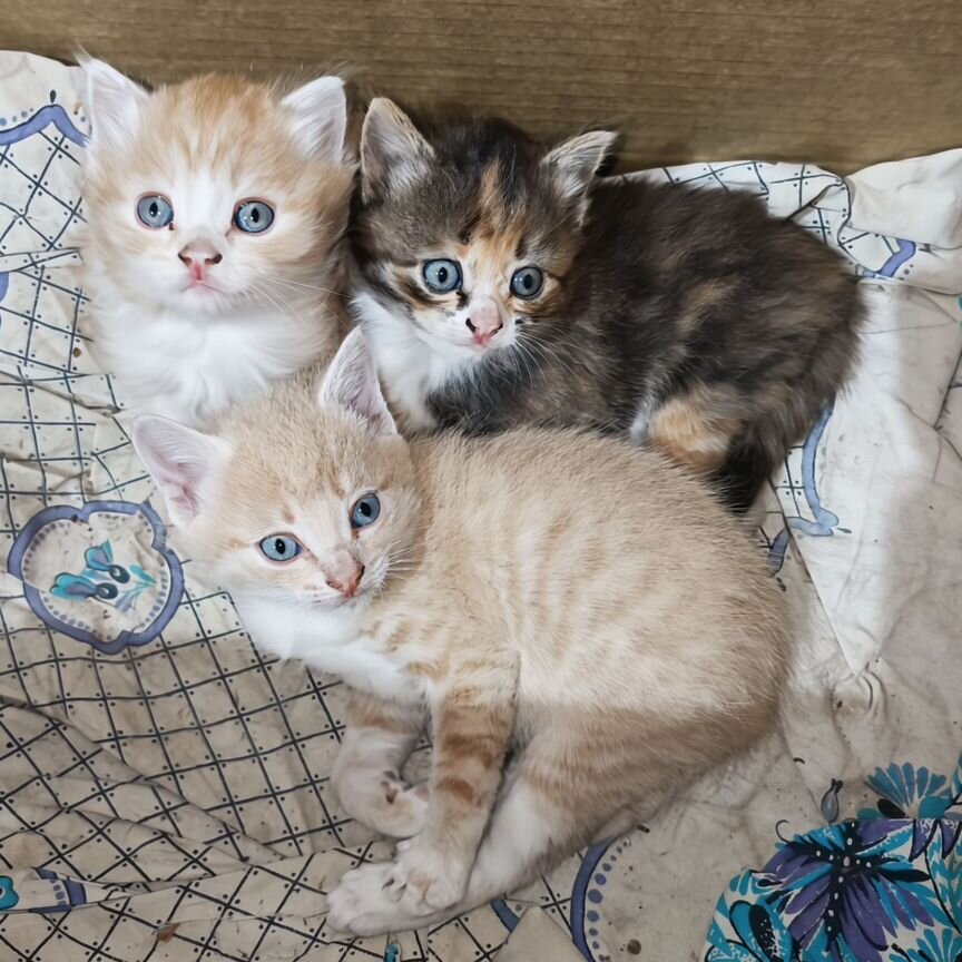 Котёнок в добрые руки