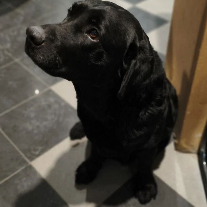 Лабрадор-ретривер, взрослая собака