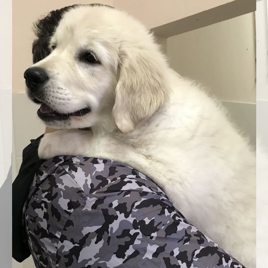 Золотистый ретривер, щенок