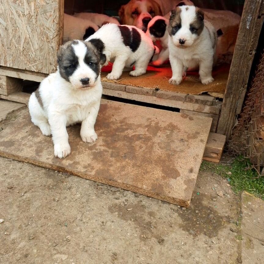 Щенки Алабая