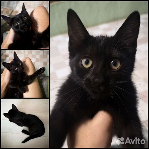 Черный котенок девочка