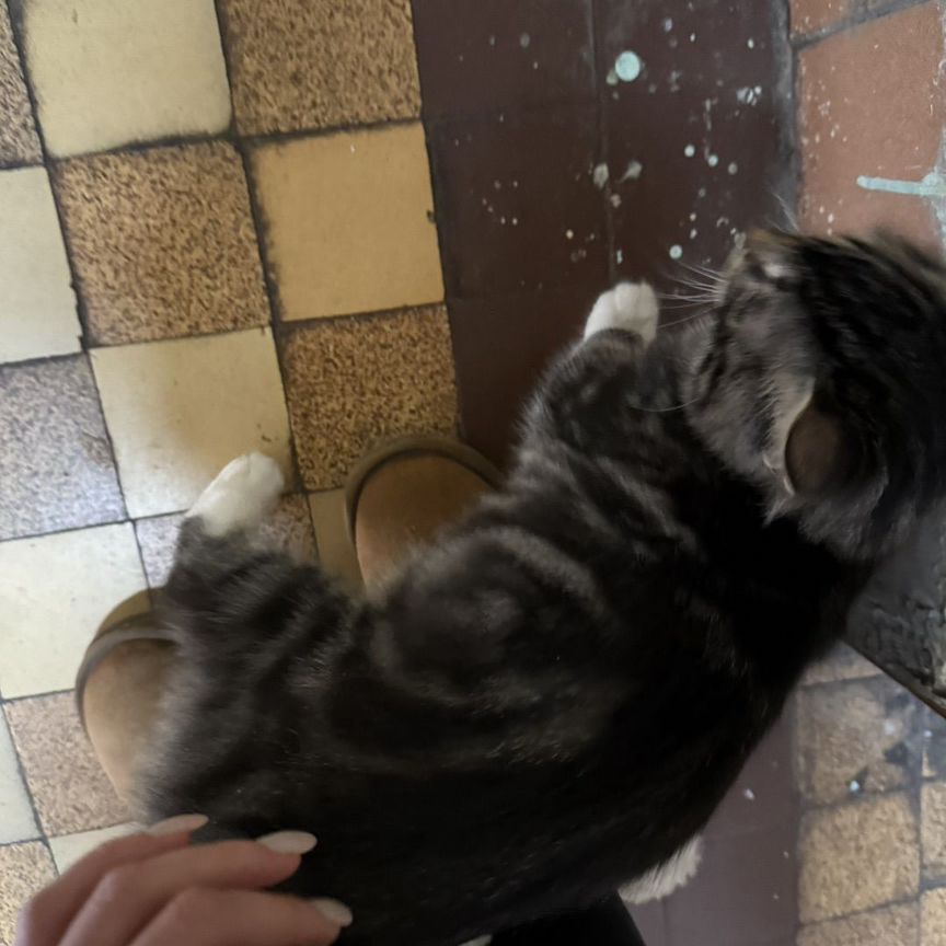 Подкинули котенка Он не выживет на улице