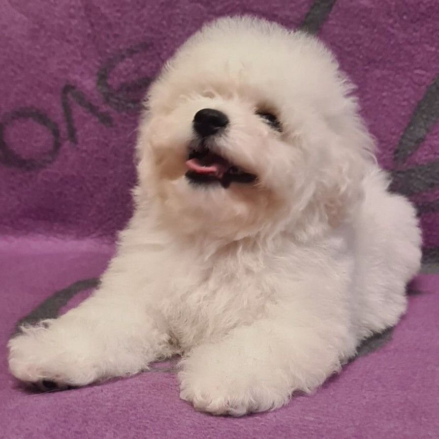 Бишон фризе, щенок