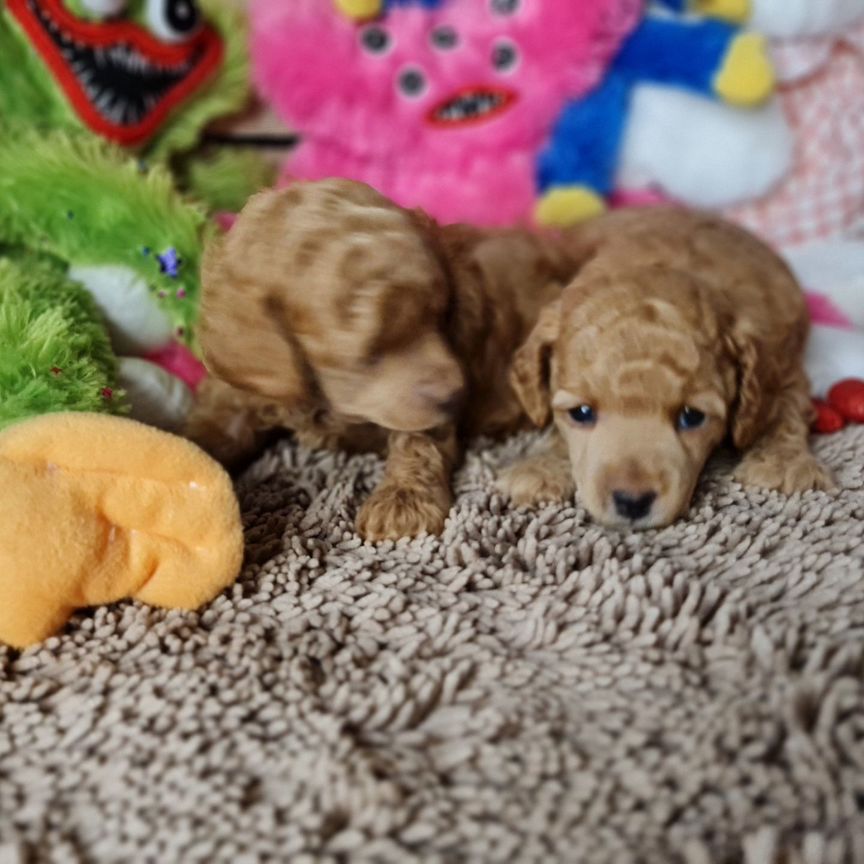 Щенки той-пуделя, абрикосового окраса