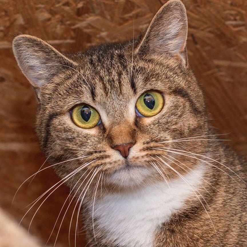 Ласковая кошка с золотыми глазами в добрые руки