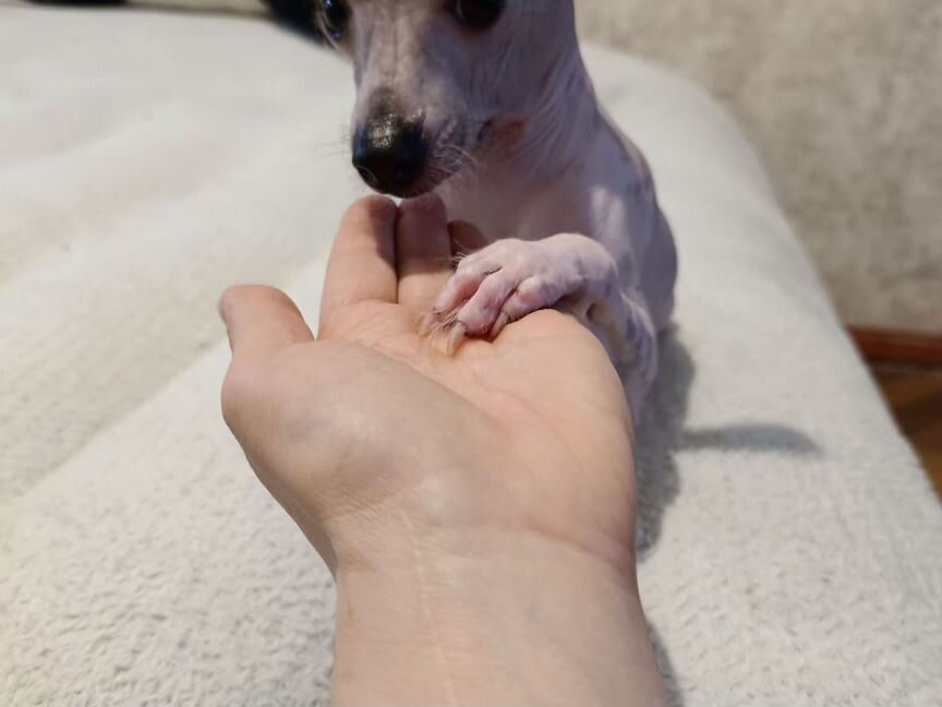 Китайская хохлатая собака щенки