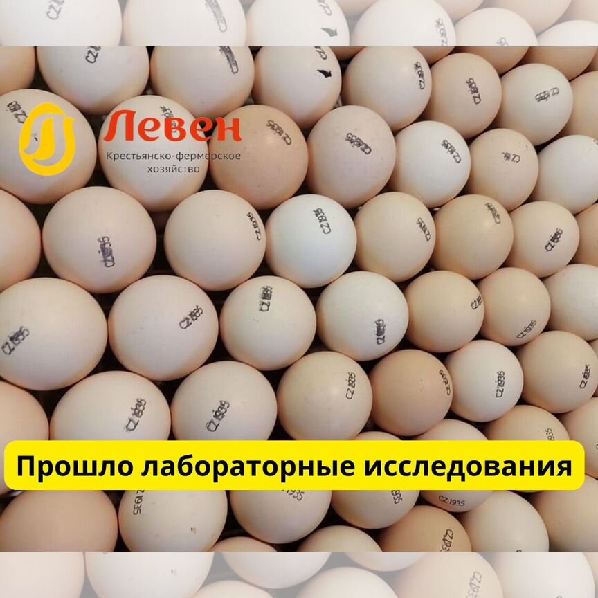 Инкубационное яйцо бройлера Кобб 500 и Росс 308