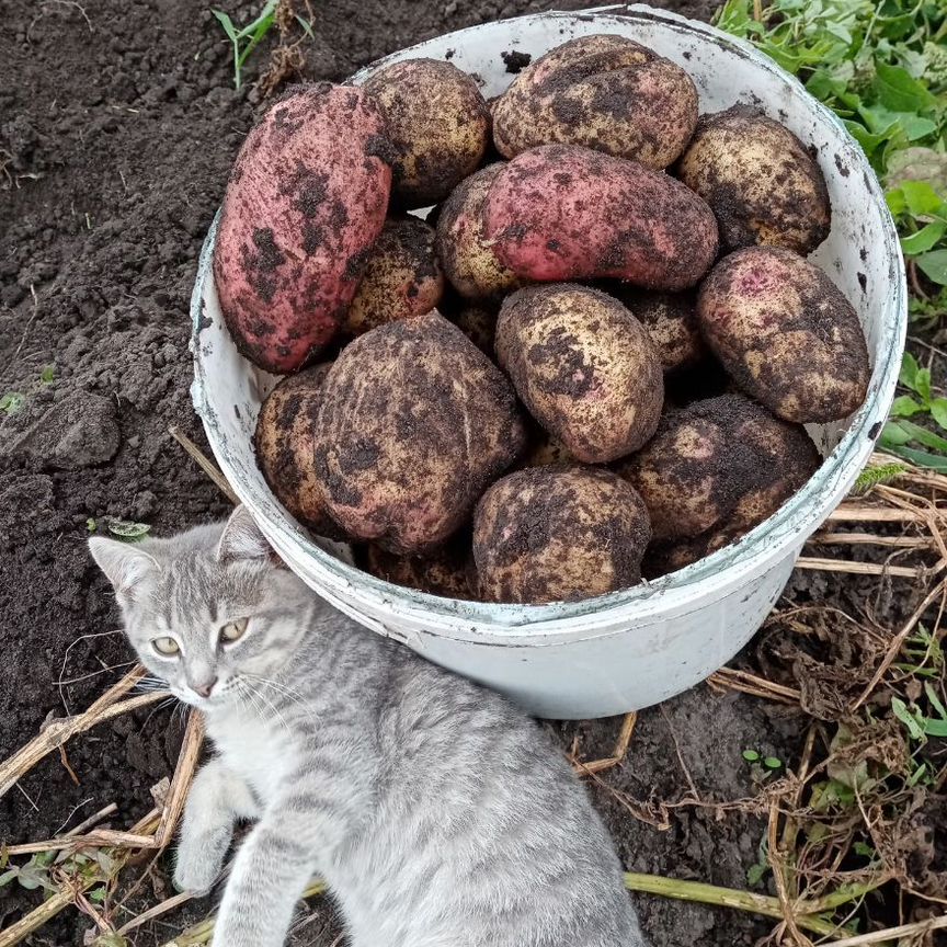 Отдам котов в добрые руки