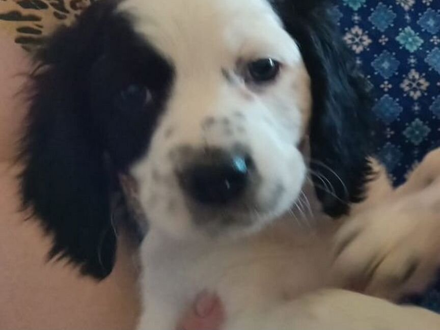 Щенки русского спаниеля