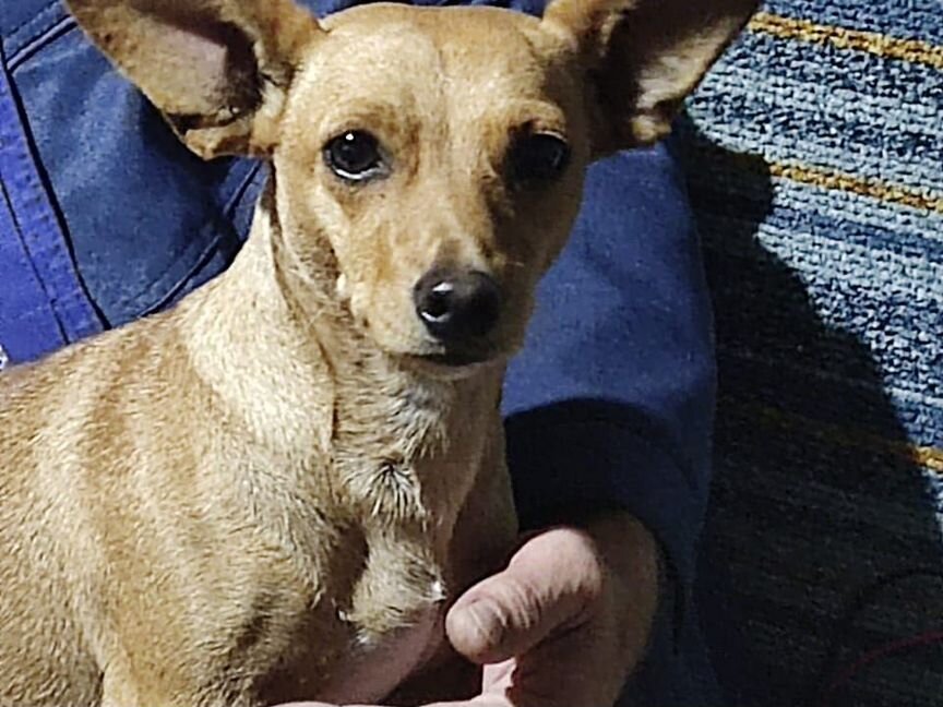 Маленькая собачка, Лола