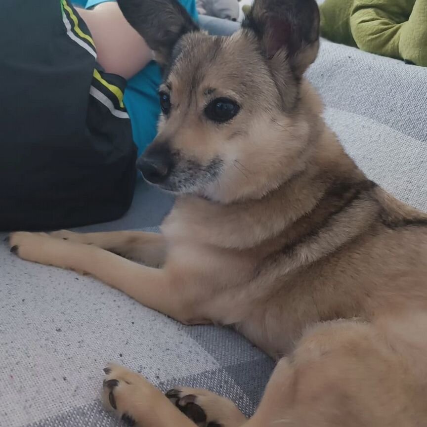 Собака в добрые руки