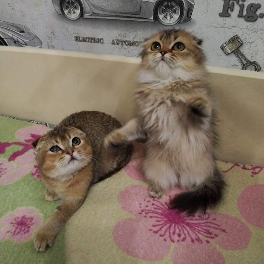 Котята золотая шиншилла
