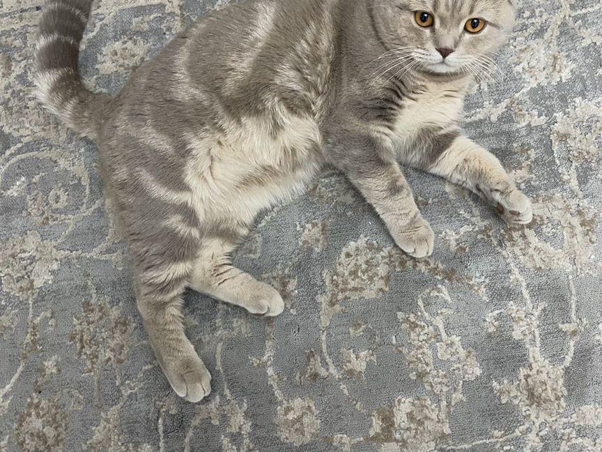 Вязка с шотландским котом