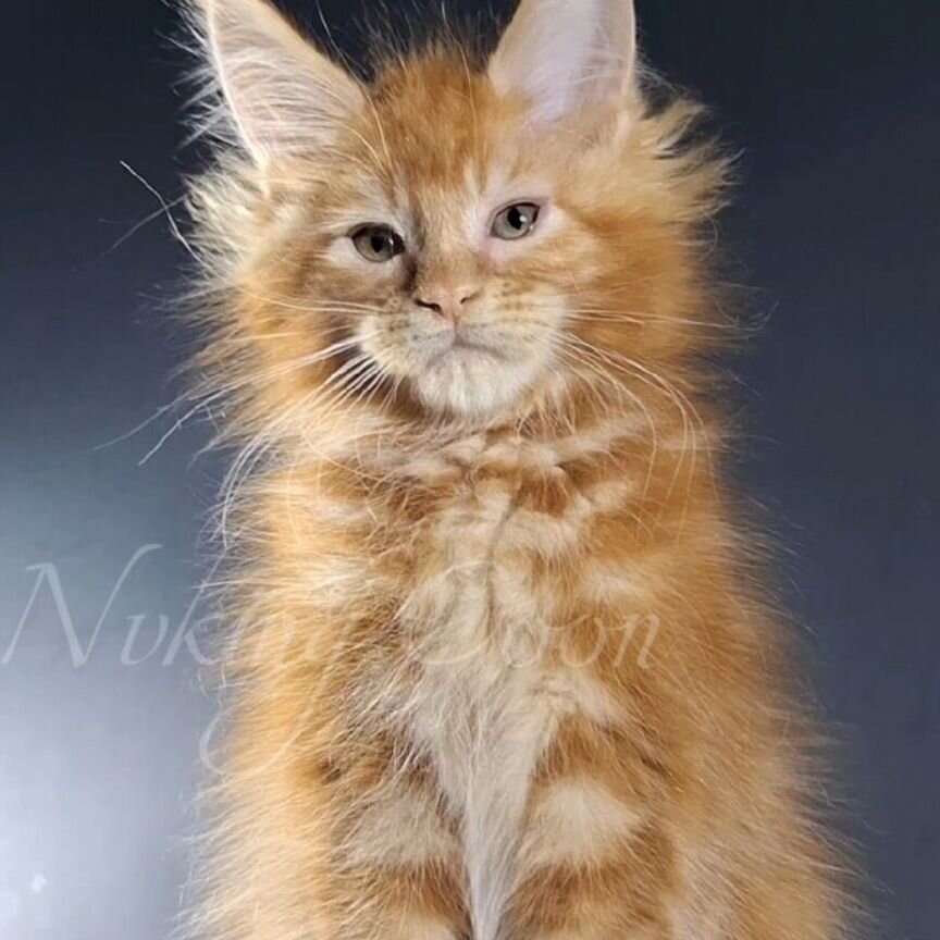 Мейн-кун котёнок