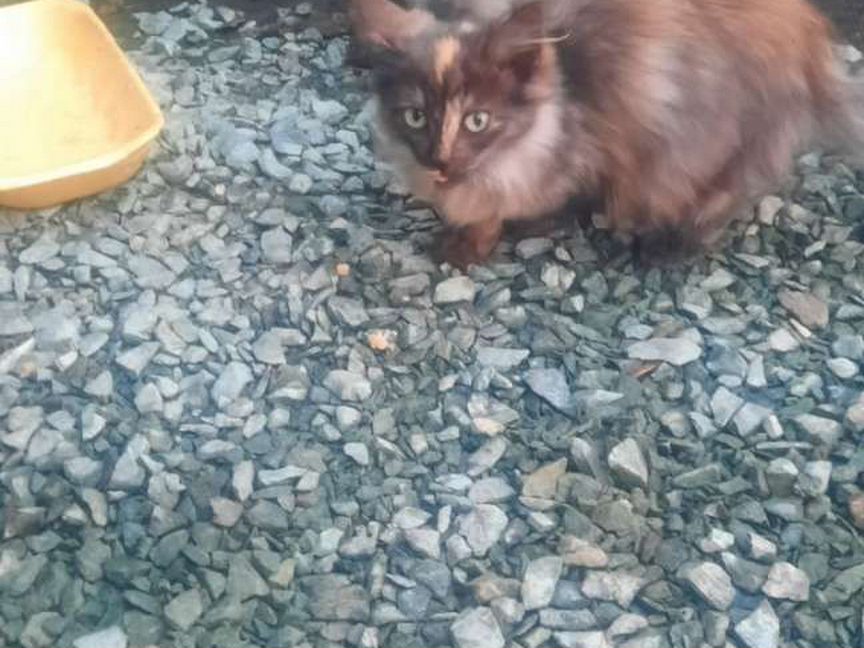 Котенок осеротел