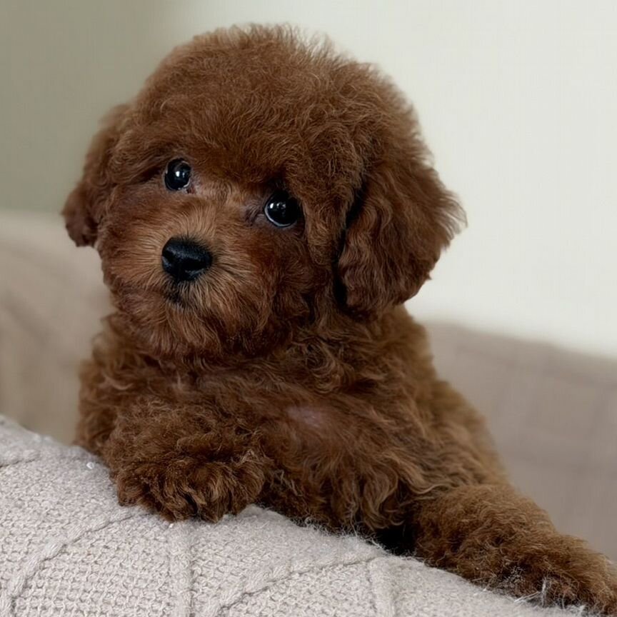 Той-пудель, щенок