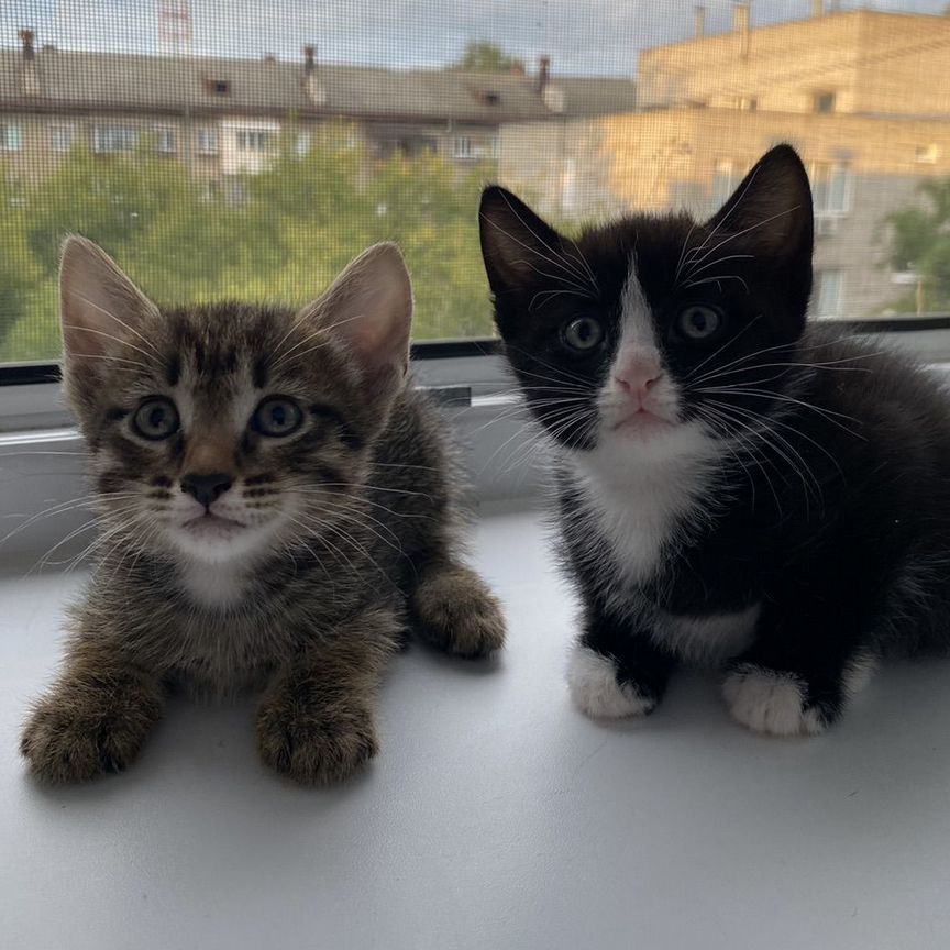 Отдам котят в добрые руки