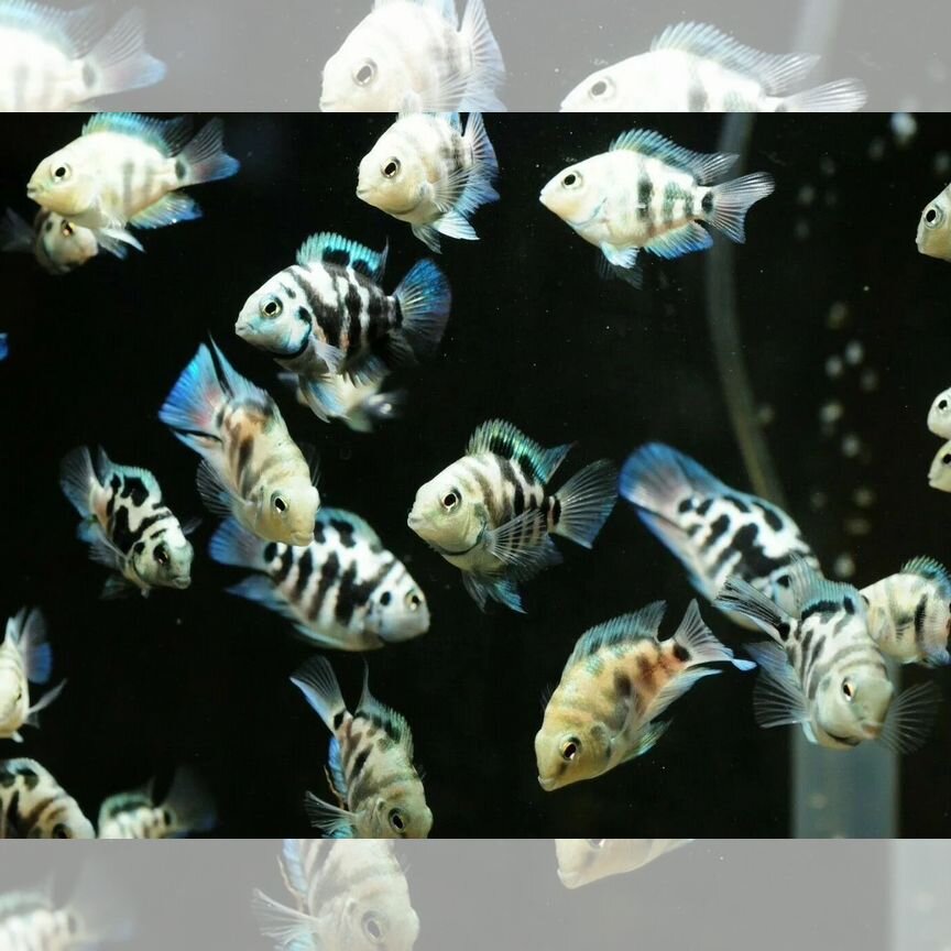 Сапфировый попугай