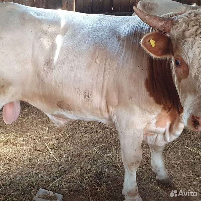 Бык Симментал 1,8 года, на племя