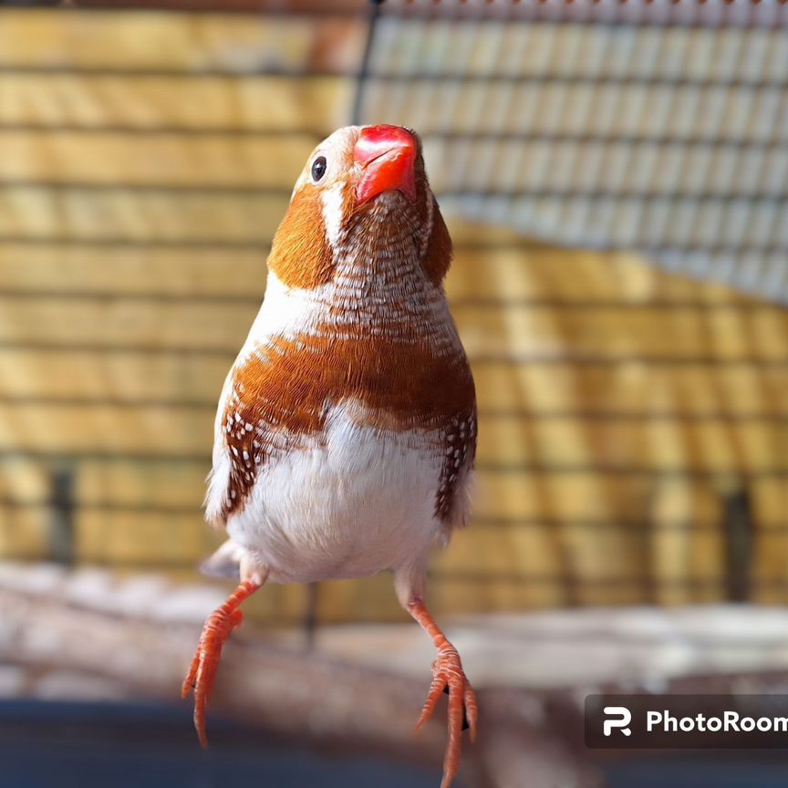 Зебровые амадины