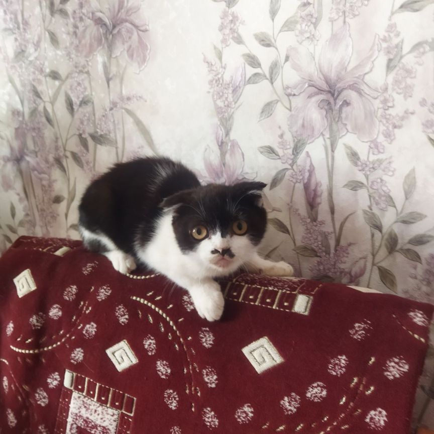 Котята вислоухие