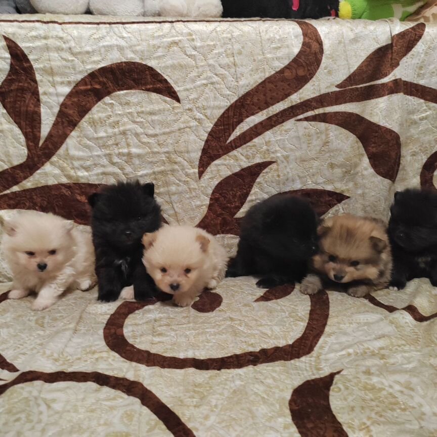 Немецкий шпиц