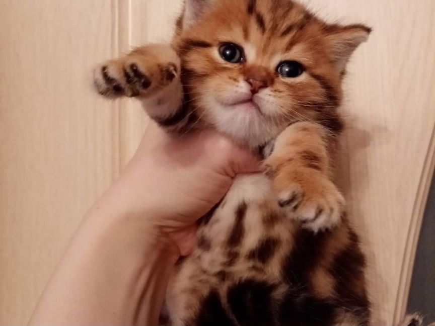 Шотландские золотые пупсы