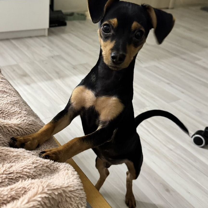 Русский той-терьер, щенок