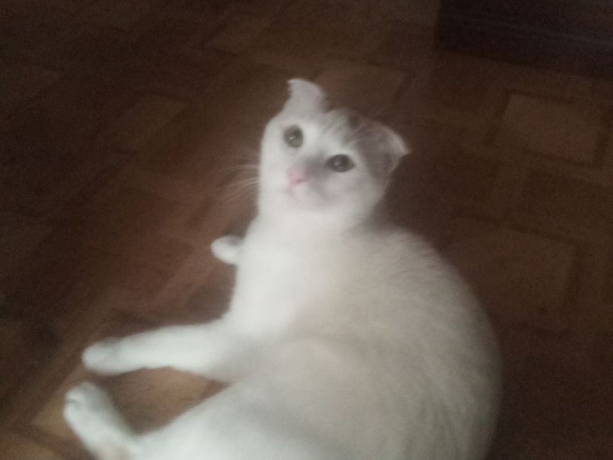Котик вислоухий шотландской породы
