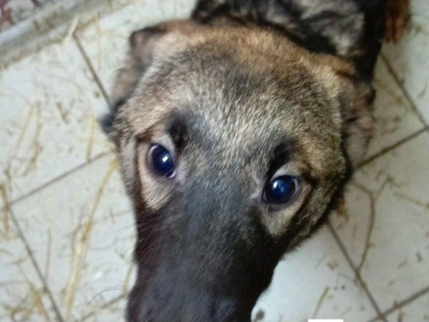 Малыш Джоник