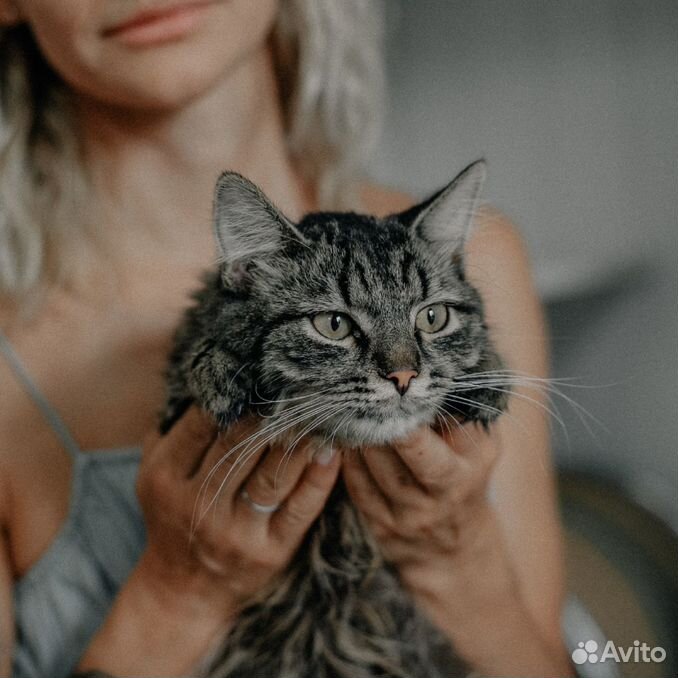 Кот Тайгер ищет дом