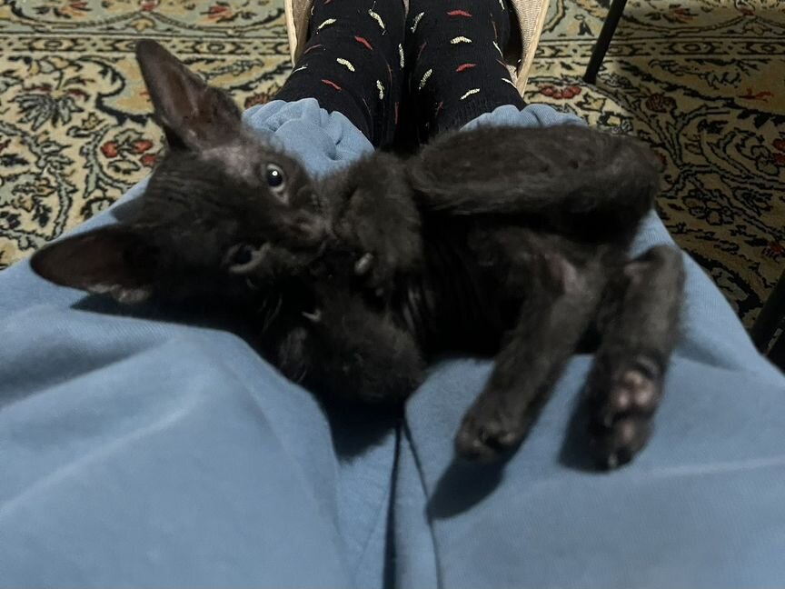 Донской сфинкс браш котята