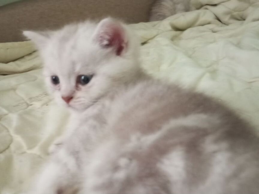 Котята шотландская шиншилла лиловые