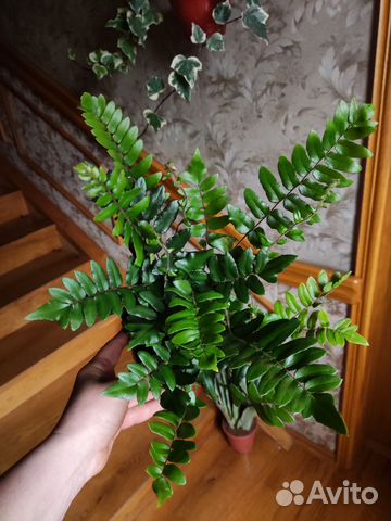 Папоротник Пеллея фальката купить в Калуге | Товары для дома и дачи | Авито