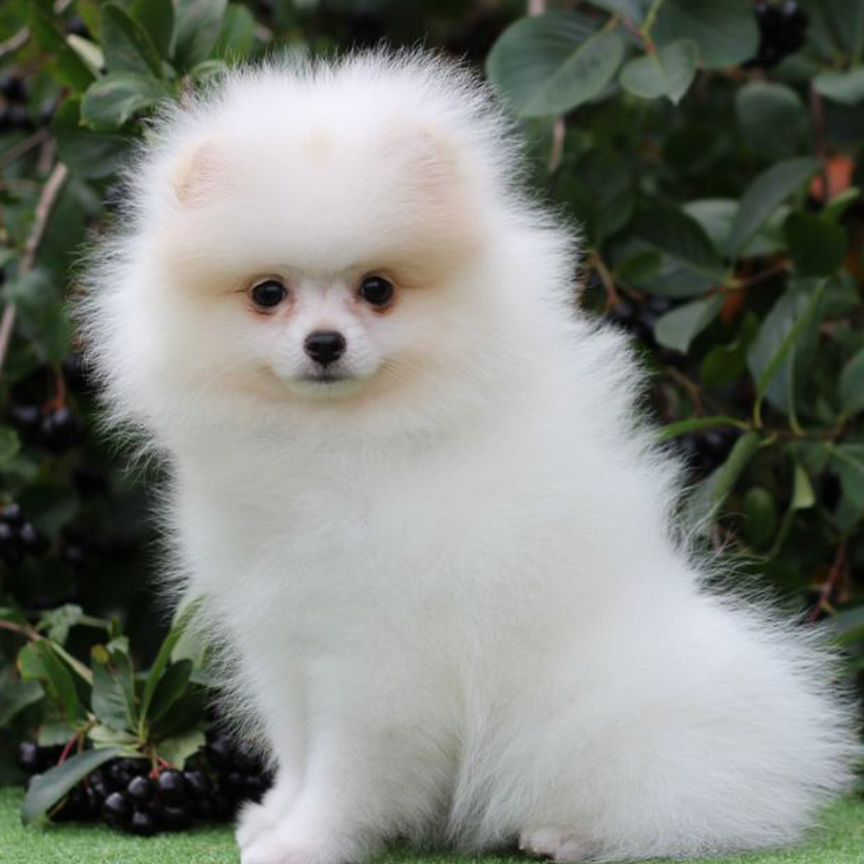 Щенок шпица мальчик