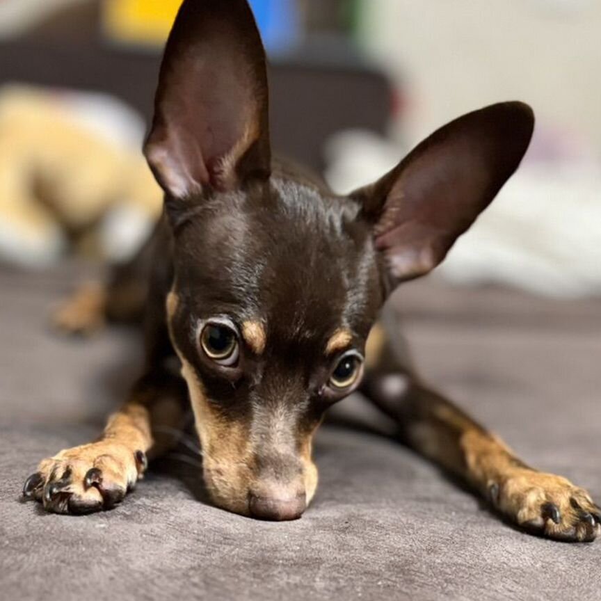 Русский той-терьер, щенок