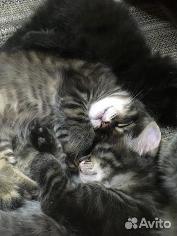 Котята в добрые руки бесплатно