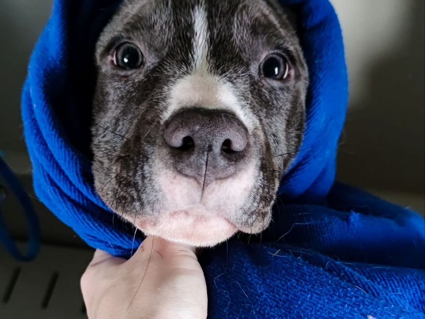 Стаффорд терьер голубая девочка (питомник)