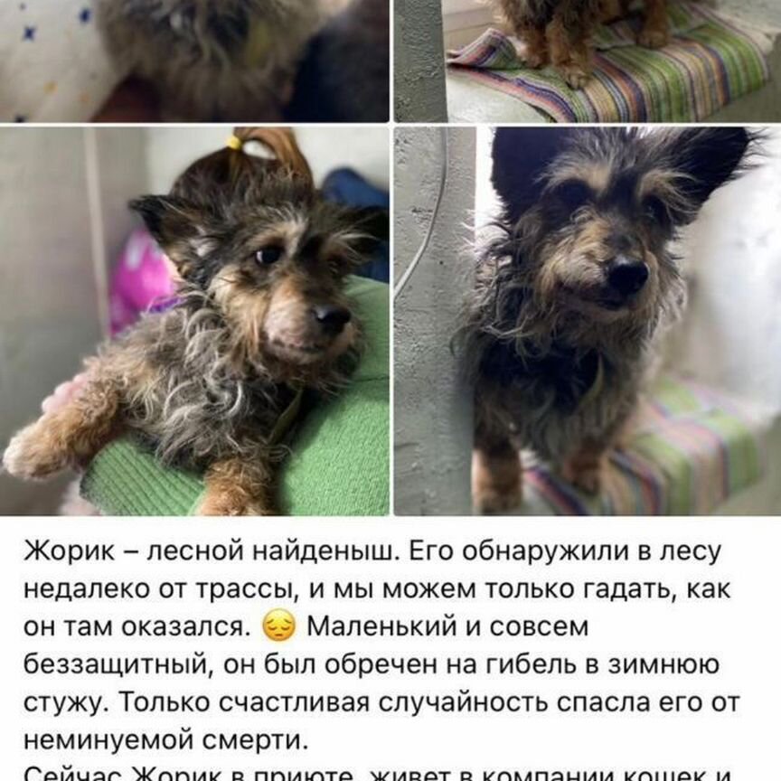 Собака в добрые руки