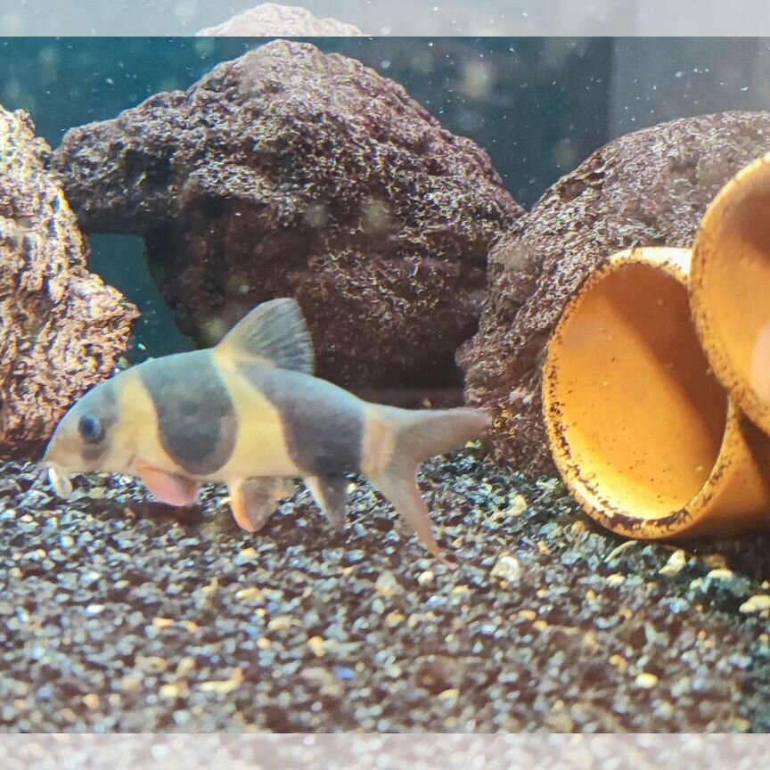 Рыбки боции, сомики, цихлазома