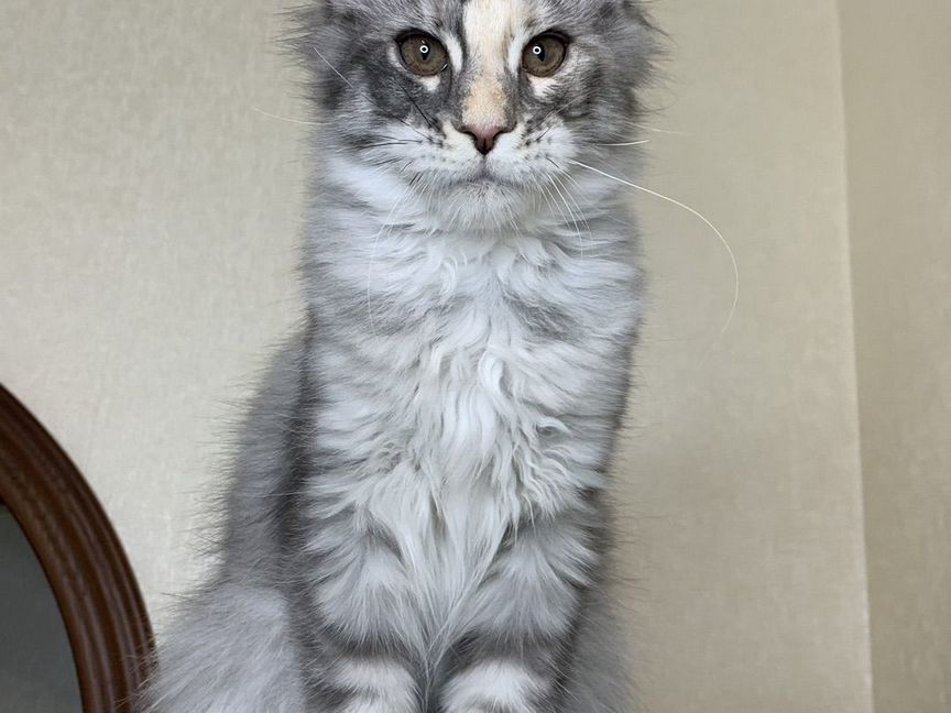 Мейн-кун, девочка, серебро