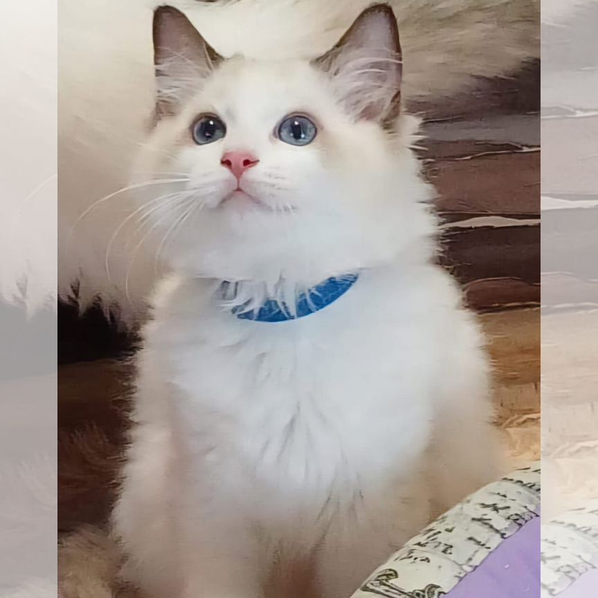 Котёнок Рэгдолл