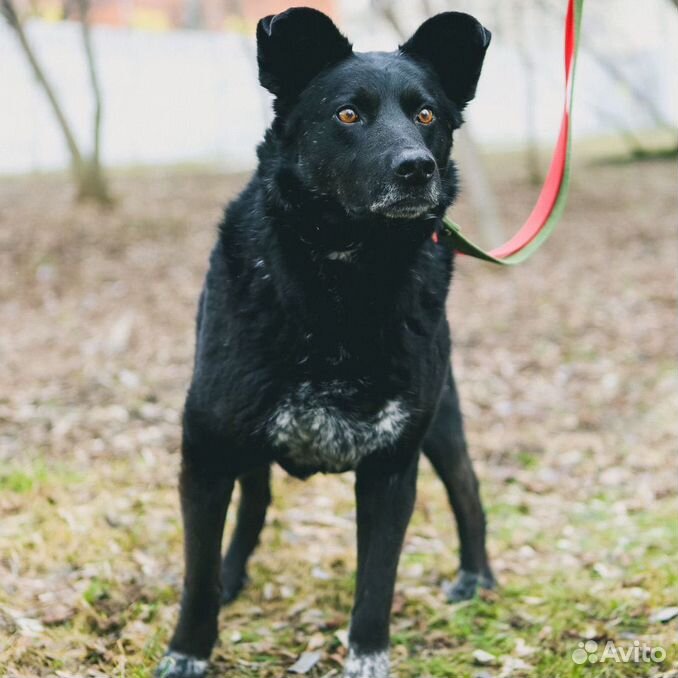 Грант-море позитива и оптимизма песик ищет дом