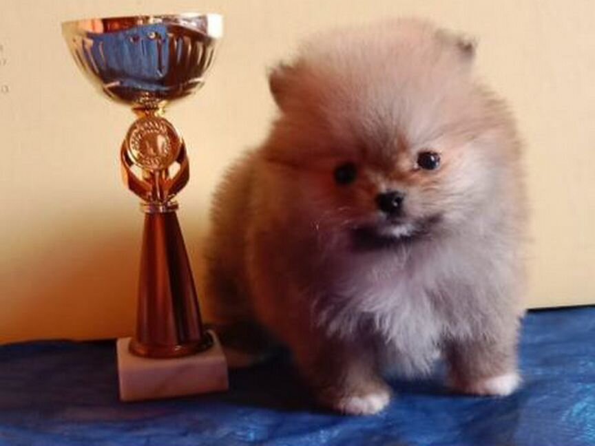 Микро помераночка