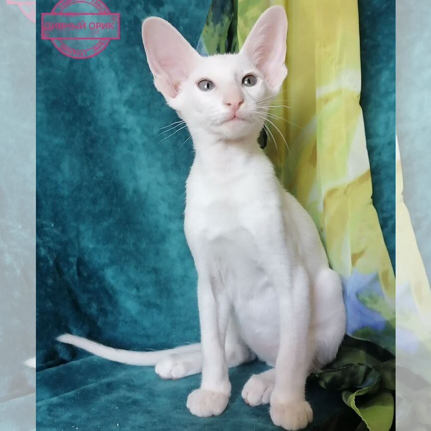 Ориентальный котёнок