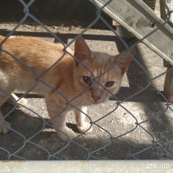 Помогите спасти Рыженького котенка